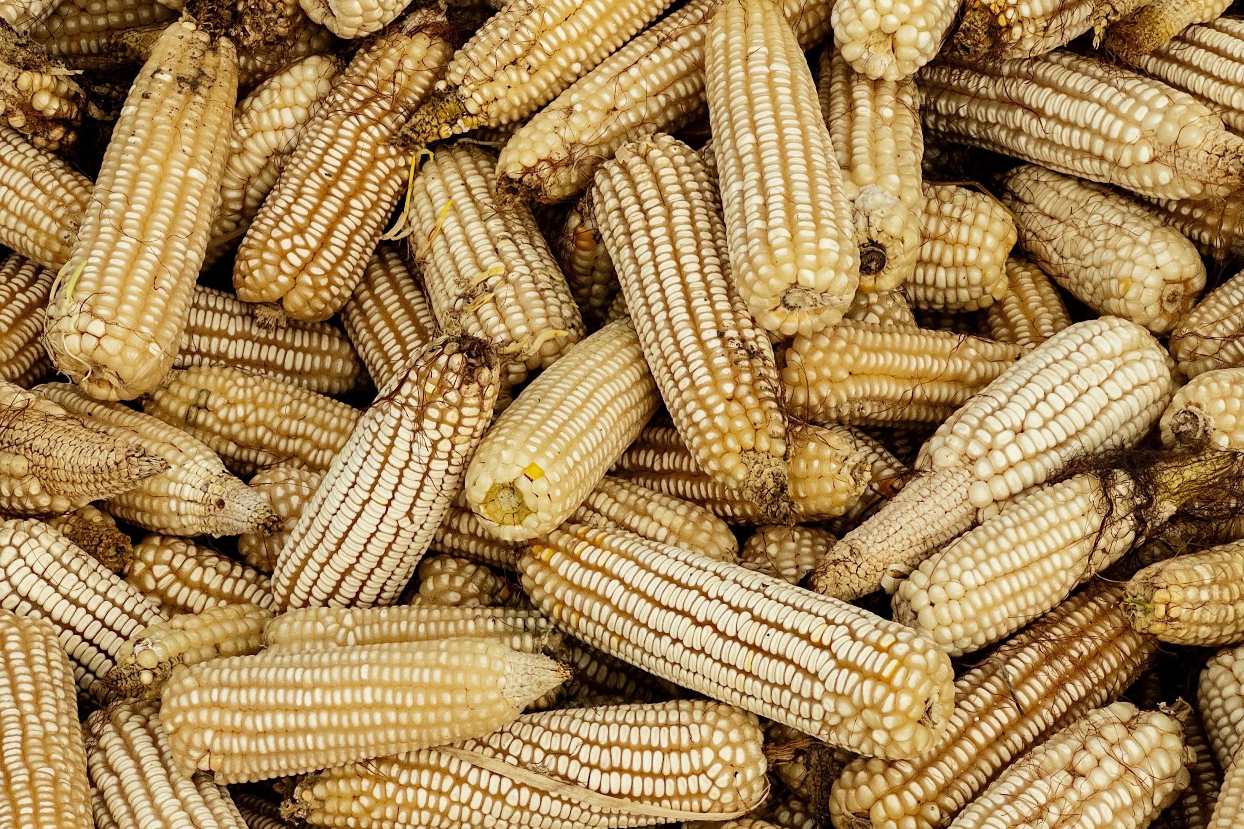 Farmgate prices to help farmers – Chanco Community Radio